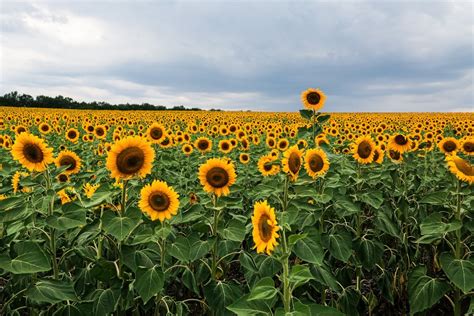 우크라이나의 흐린 하늘 아래 생동감 넘치는 해바라기 밭 · 무료 스톡 사진
