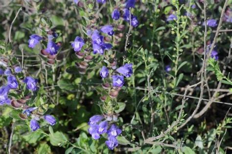 The Best 26 Texas Native Plants