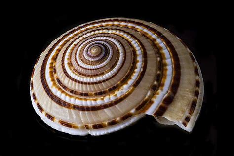 Spiral Sea Shells