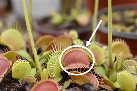 Can Venus Fly Traps Eat Ants Venus Flytrap World