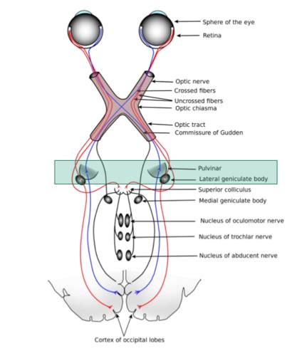 Visual Cortex Flashcards Quizlet Visual Cortex Flashcards Quizlet