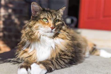 10 Fascinating Facts About Tortoiseshell Cats