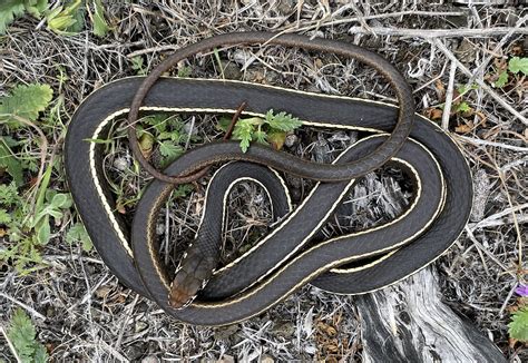 Striped Racer Masticophis Lateralis Los Angeles County Flickr