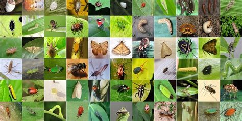 Ip102 Dataset Kaggle Ip102 Dataset Kaggle