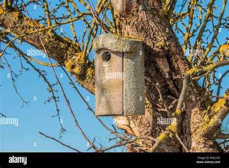 Nesting Boxes In The Bald Tree Stock Photo Alamy