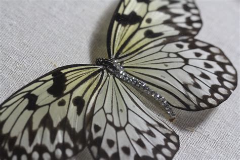 Large Tree Nymph Butterfly — Jessica Fuks