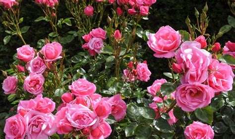 Homemade Rose Plant Fertiliser Recipe To Boost Flowering And Growth Uk
