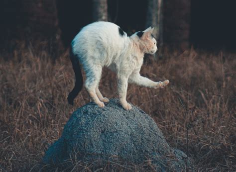 Why Is My Cat Walking On Her Wrists At Nora Clark Blog