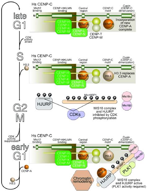 Cell Cycle Regulated Replenishment Of Cenp A Nucleosomes New Cenp A Download Scientific