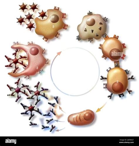 Allergic Reaction Sensitization Phase Of The Allergy First Contact