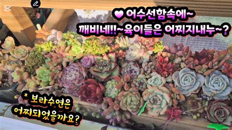 다육멍커피한잔 같이하실래요♥️ 깜박하고 영하2도~4도의 날씨속에~있었던 육이들 근황은 옥상다육키우기 옥상하우스 옥상 옥상다육 보라수연방울복랑명월칠복수