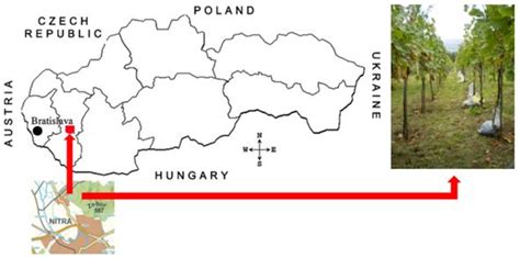 Agronomy Mdpi On Linkedin Viticulture Vineyard Mdpiagronomy