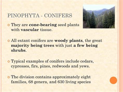 Pinophyta Examples