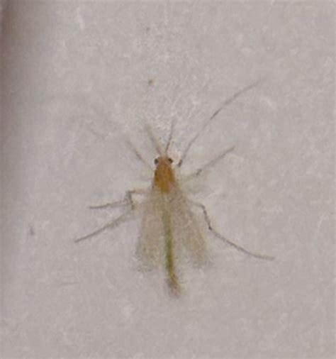 United States What Bug Is This Tiny Winged Yellow And Green The