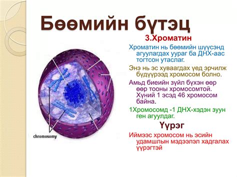 эсийн бүтэц бүрхүүл бөөм сийвэн Pptx