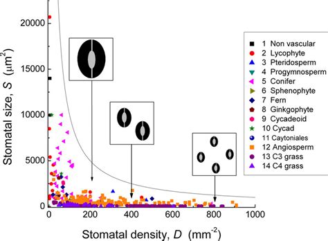 The Relationship Between Stomatal Size S And Density D Across The