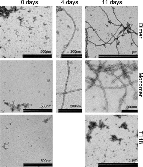 Fibril Formation By The Cks1 Monomer And Domain Swapped Dimer Negative Download Scientific