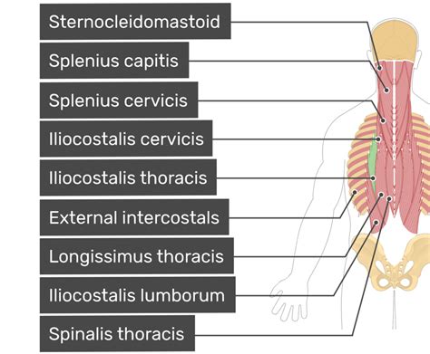 Iliocostalis Thoracis Muscle Origin Insertion And Action Getbodysmart