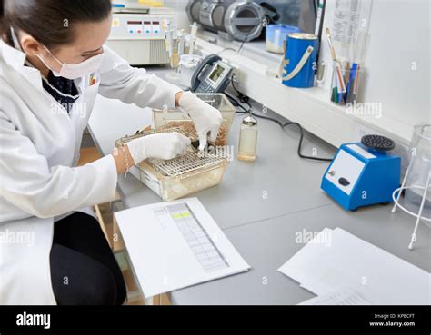 Female Scientists Handles Laboratory Mouse Focus On The Mouse Stock Photo Alamy