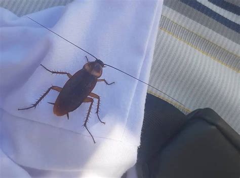 Best Roach Sprays In Year Expert Reviews Pest Control Hacks