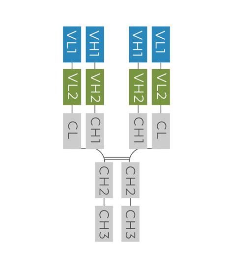 Turbocho™ Bi Specific Antibody Expression Genscript