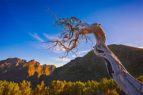 A Lonely Dead Tree Near The Madeiras Highest Peak Pico Ruivo Stock