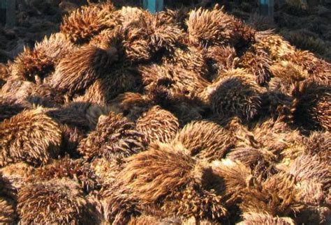 Biomass Industrial Innovative Projects Efb Briquetting For Bioenergy