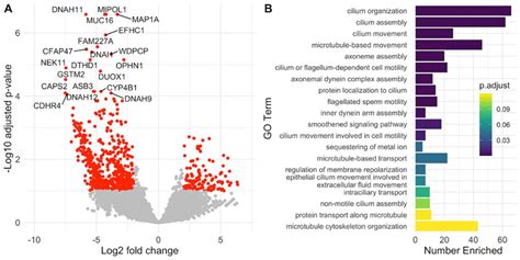 Differentially Expressed Genes During Sars Cov 2 Infection Download