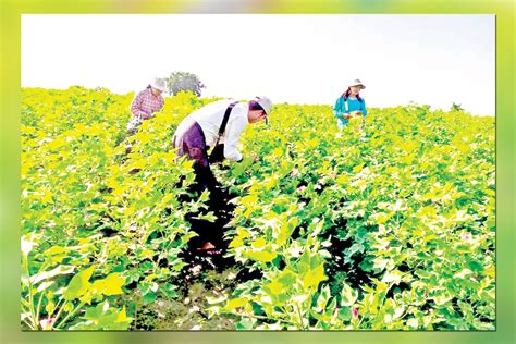 ပွင့်ဖြူမြို့နယ်၌ ချည်မျှင်ရှည်ဝါ ဧက ၄၈၀၀ ကျော် စိုက်ပျိုးထားရှိ