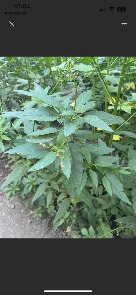 Encountered On Run Causes Swelling Rwhatsthisplant