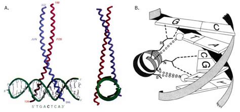 X Ray Crystal Structure Of Jun And Fos In Complex With The Tre Download Scientific Diagram