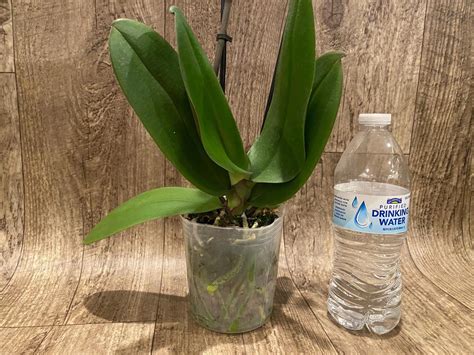 Double Spikes Phalaenopsis Bad Candy 3 5″ Pot Everything Orchids