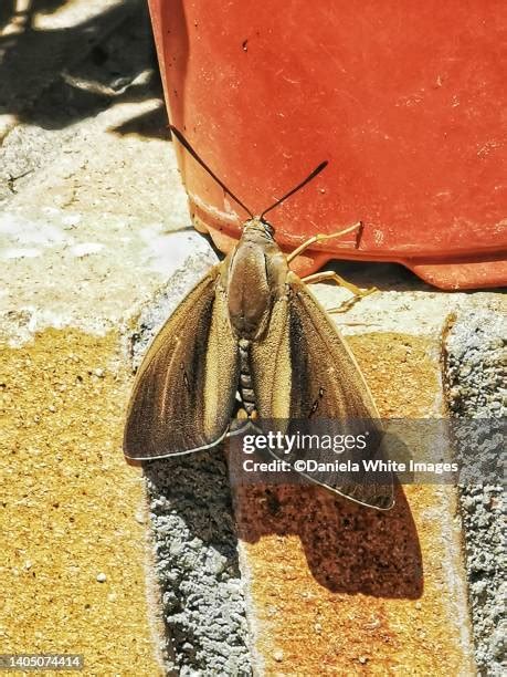 Sphinx Moths Sphinx Moth Photos And Premium High Res Pictures Getty