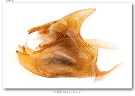 Potamanaxas Andraemon Genitalia