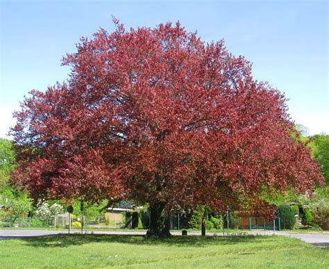 5 Types Of Beech Trees Garden Trees Beech Tree Front Yard Landscaping