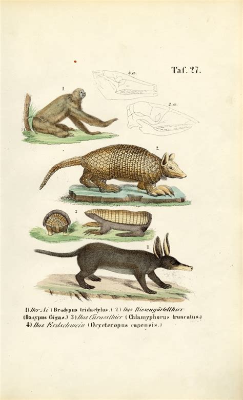 Mammifères Exotiques De La Région Néotropicale