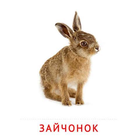 Карточки Домана на тему «Животные и их детеныши