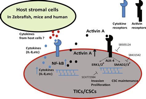Schematic Representation Of The Proposed Role Of Activin Signaling In Download Scientific