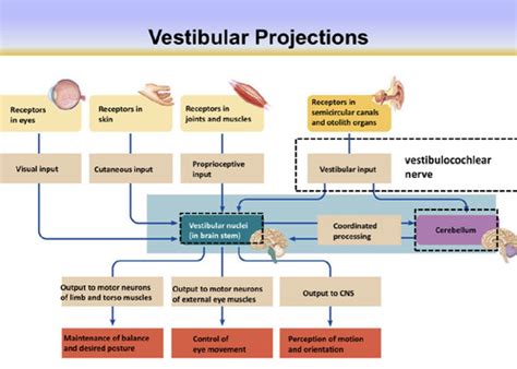Lecture 28 Vestibular System And Sense Of Equilibrium And Body Spatial