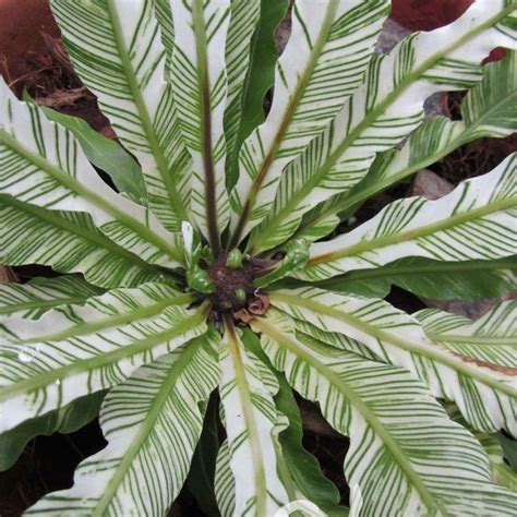 Bird Nest Fern Variegated Asplenium Nidus Variegated For Sale My