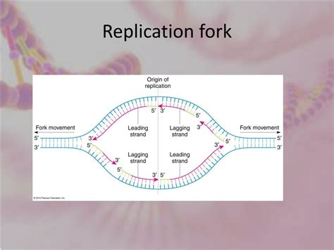Ppt Dna Replication Powerpoint Presentation Free Download Id2612755 Ppt Dna Replication Powerpoint Presentation Free Download Id2612755