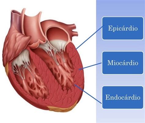 Bmsc Histologia 0103 Quizlet