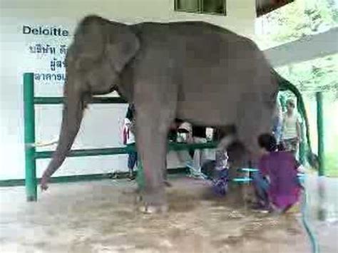 How Much Does An Elephant Ejaculate