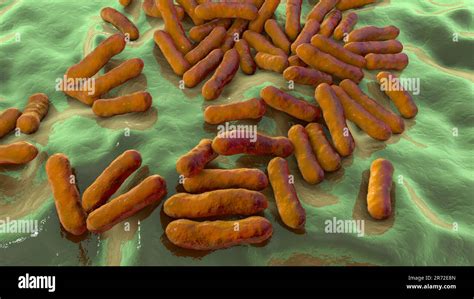 Cutibacterium Formerly Propionibacterium Bacteria Computer