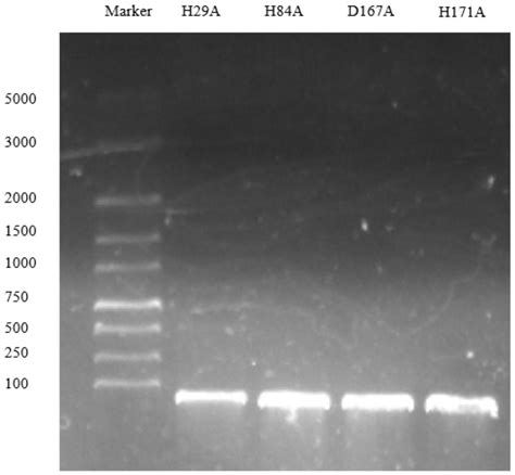 Recombinant Superoxide Dismutase As Well As Coding Gene And Preparation Method Thereof Eureka
