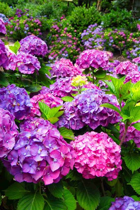 13 Dwarf Hydrangea Varieties Perfect For Small Gardens Hydrangea Love