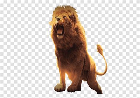 Modern Day Lion Of The Tribe Of Judah Lion Hd Images Free Download