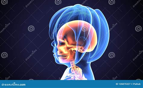 Bony Structure Stock Illustrations 908 Bony Structure Stock