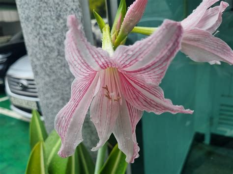 아마릴리스 우아한 아름다움