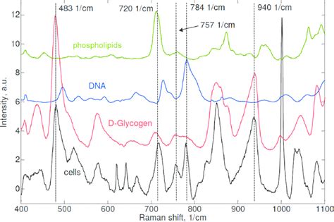 Typical Raman Spectra From Dry Fixed Hesc Black Raman Spectra Of
